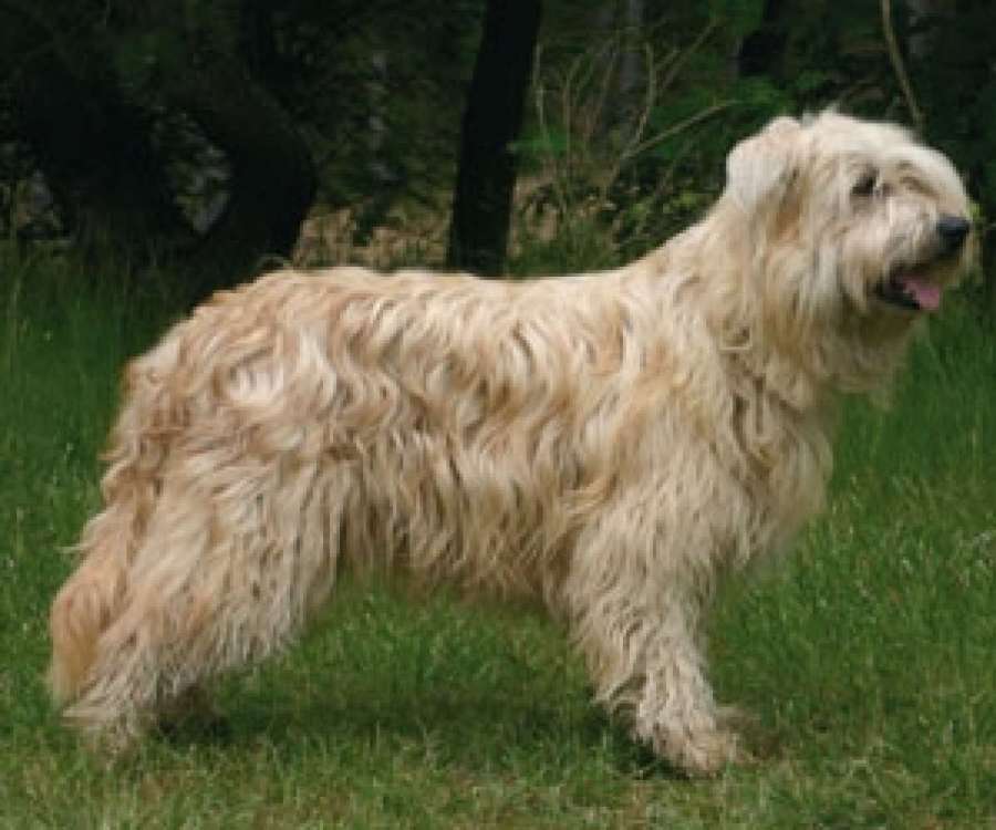 Die Hütehundschläge